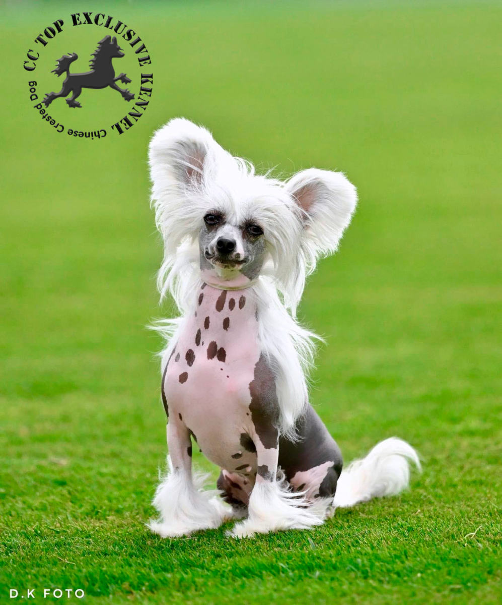 Dog Show – CAC Dugo Selo • CC Top Exclusive
